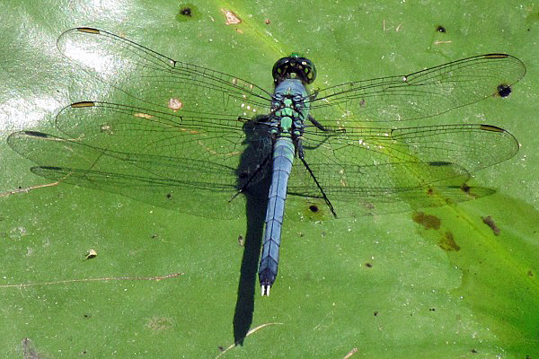 Blue Dragonfly | RegenAxe