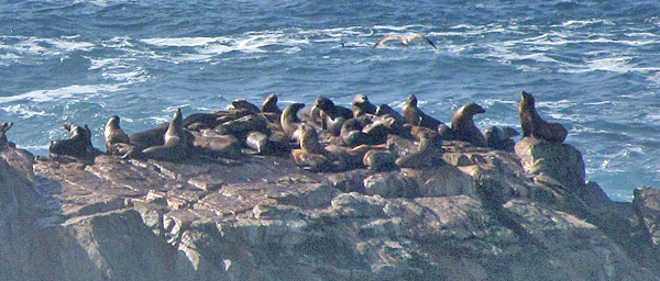 Sea Lions at Point Lobos | RegenAxe