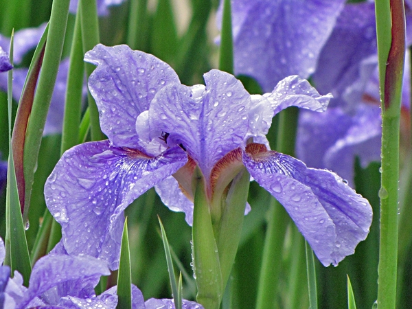 Purple Rain | RegenAxe