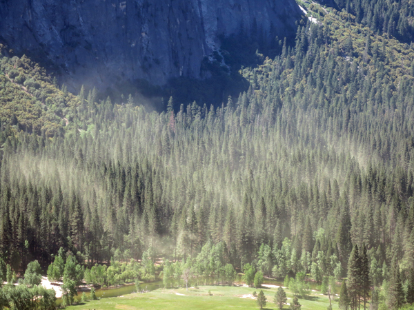 Sex in the Trees | RegenAxe