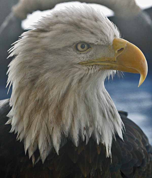 Patriot, American Bald Eagle | RegenAxe