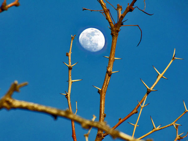 Desert Moon with Thorns | RegenAxe