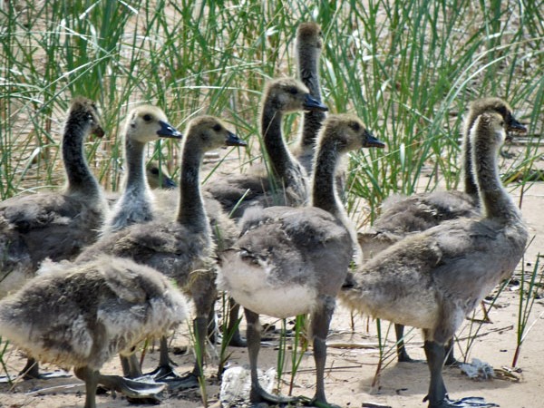 Undocumented Aliens | RegenAxe