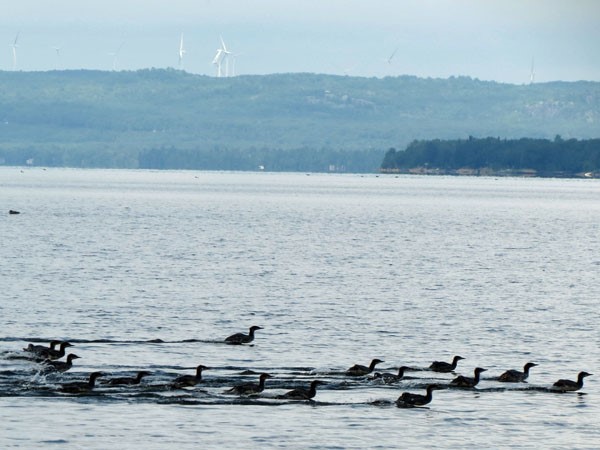 Mergansers Dance on the Water | RegenAxe