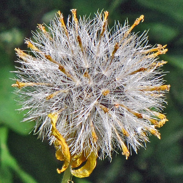 Yellowstone Dandelion | RegenAxe