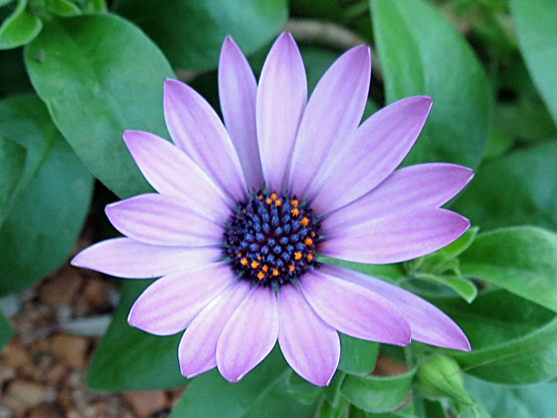 African Daisy | RegenAxe