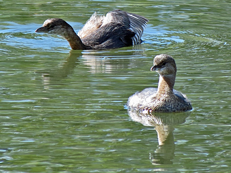 Nature Versus Nurture | RegenAxe