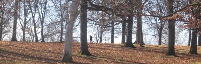 Winter Grove | RegenAxe