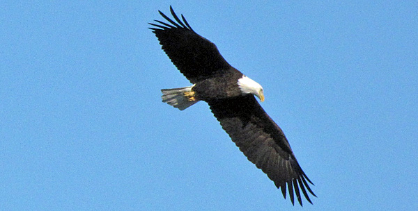Bald Eagle in Flight | RegenAxe