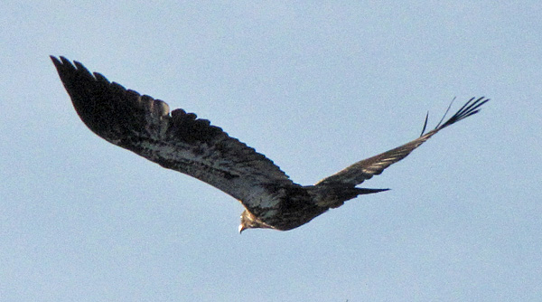 Imature Bald Eagle | RegenAxe