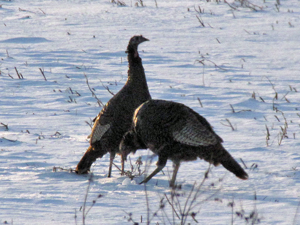 Wild Turkeys | RegenAxe