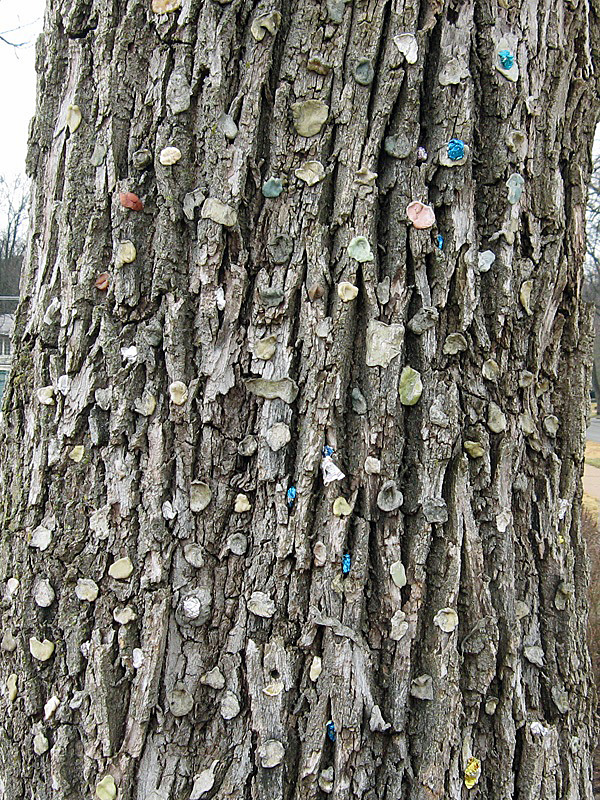 Gum Drop (off) Tree | RegenAxe