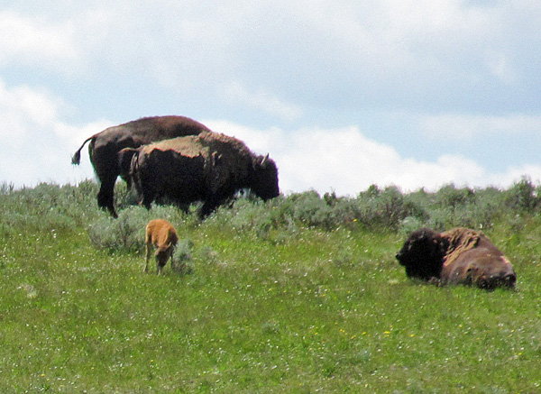 Do Not Approach Buffalo | RegenAxe