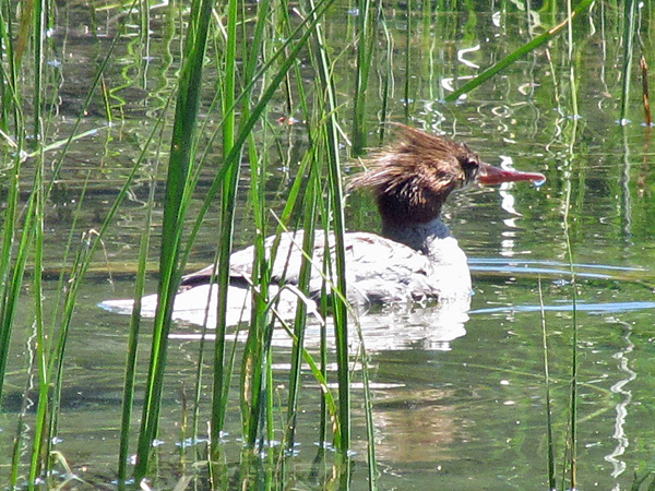 Female Merganser | RegenAxe