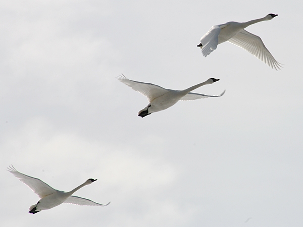 Trumpeter Swan Trio | RegenAxe