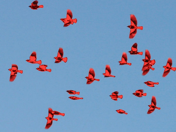 Beware the Birds | RegenAxe