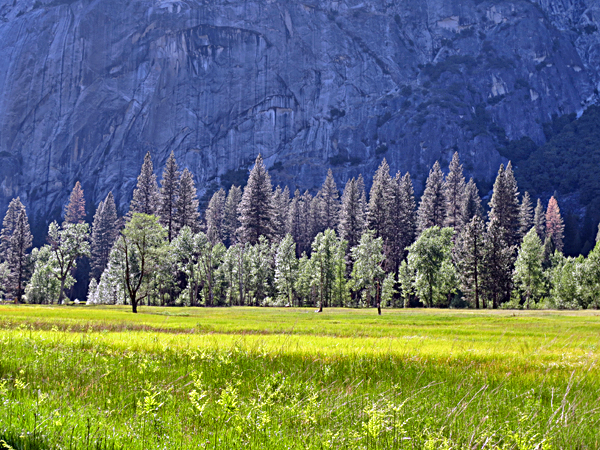 Yosemite Alpine Meadow | RegenAxe