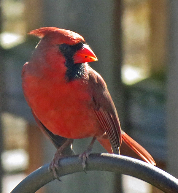 Male Northern Cardinal | RegenAxe