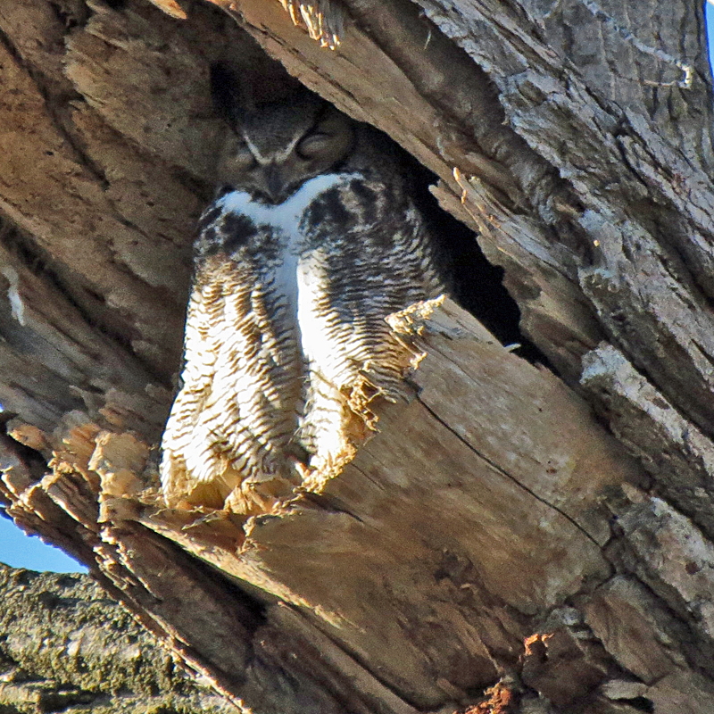Sleeping Great Horned Owl | RegenAxe