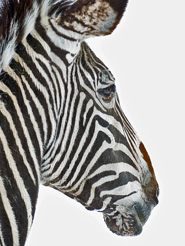 Zebra In Snow | RegenAxe