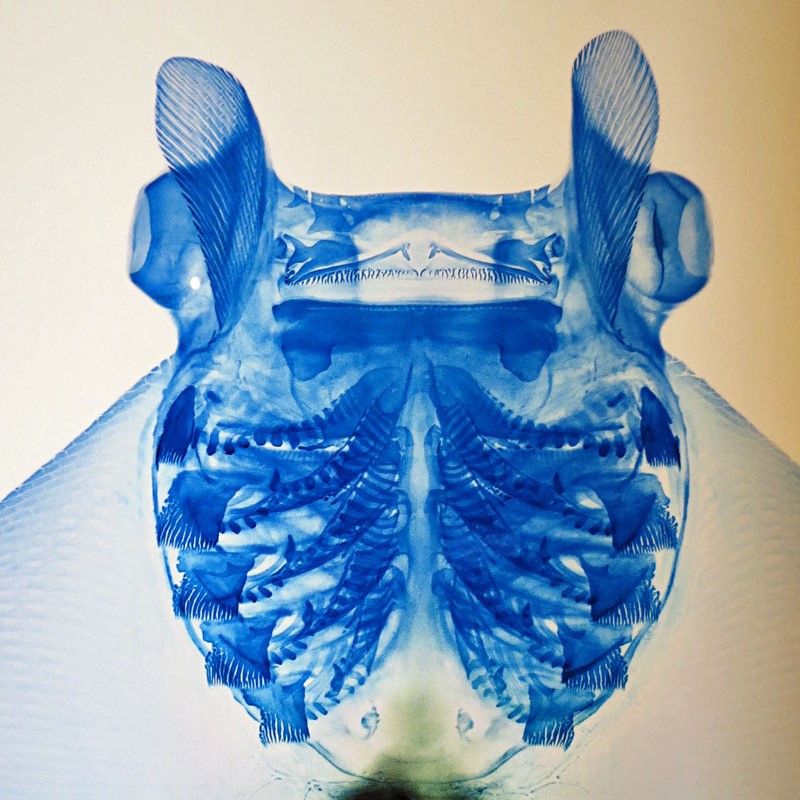 Smoothtail [Blue] Devil Ray and Others | RegenAxe