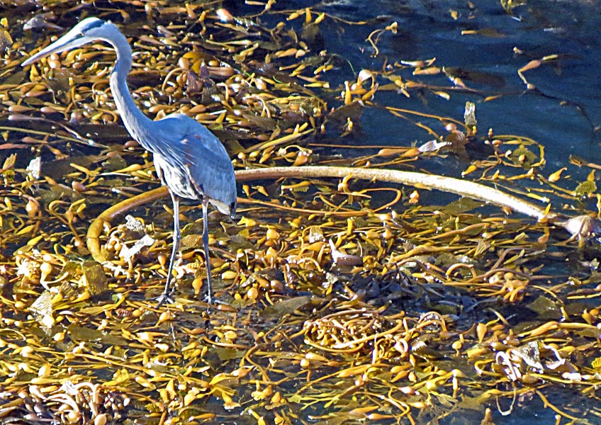 Point Lobos | RegenAxe