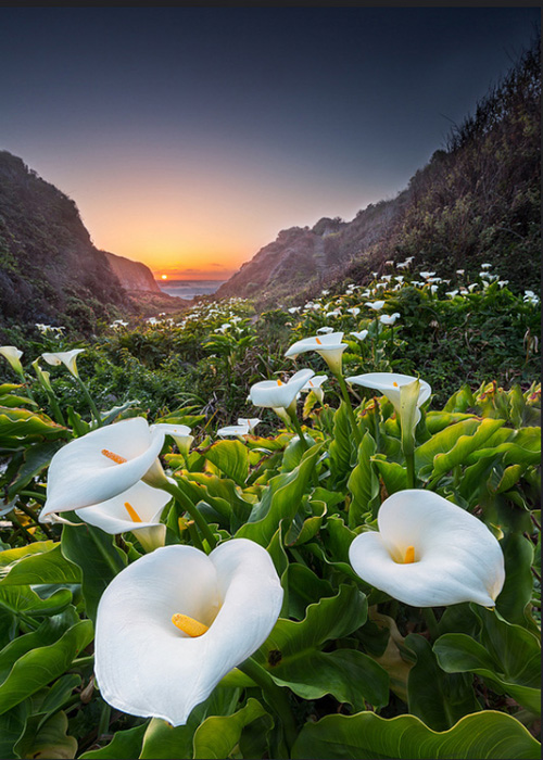 Calla Lilies at Doud Creek – Big Sur, CA, by Chris Axe | RegenAxe