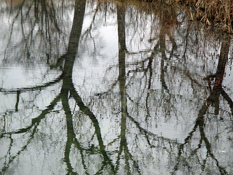 Winter Reflections | RegenAxe