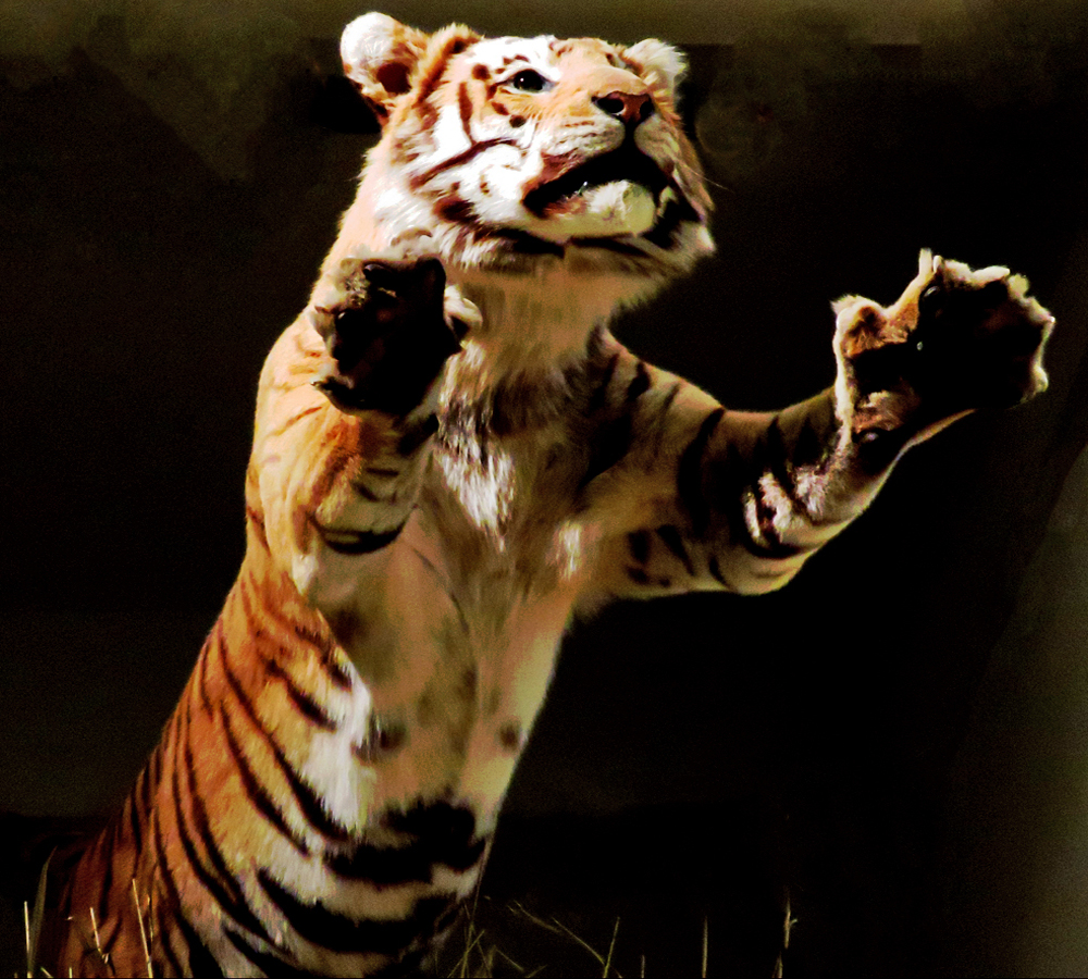 Hands Up! Don’t Shoot! | RegenAxe