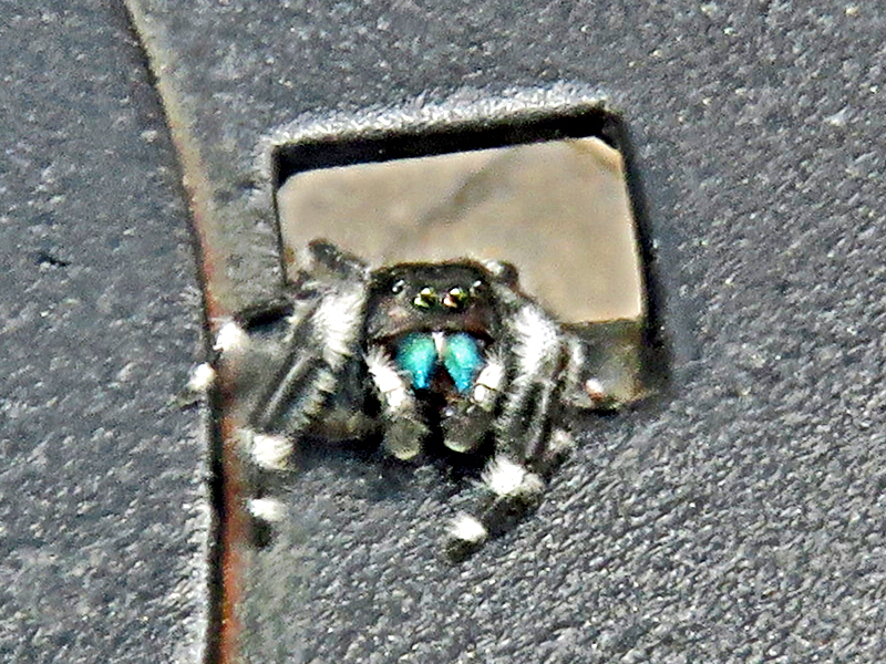 Itsy Bitsy Spider | RegenAxe