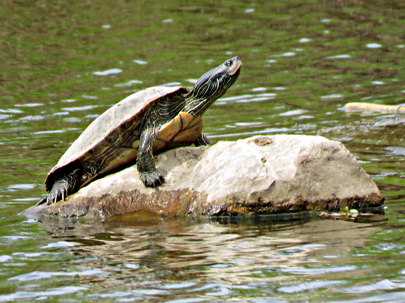 Red-eared Sliders Rock! | RegenAxe