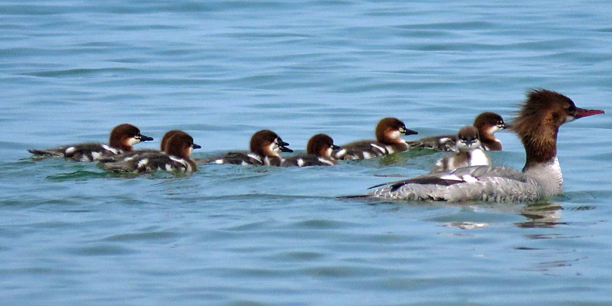 9 Baby Mergansers | RegenAxe