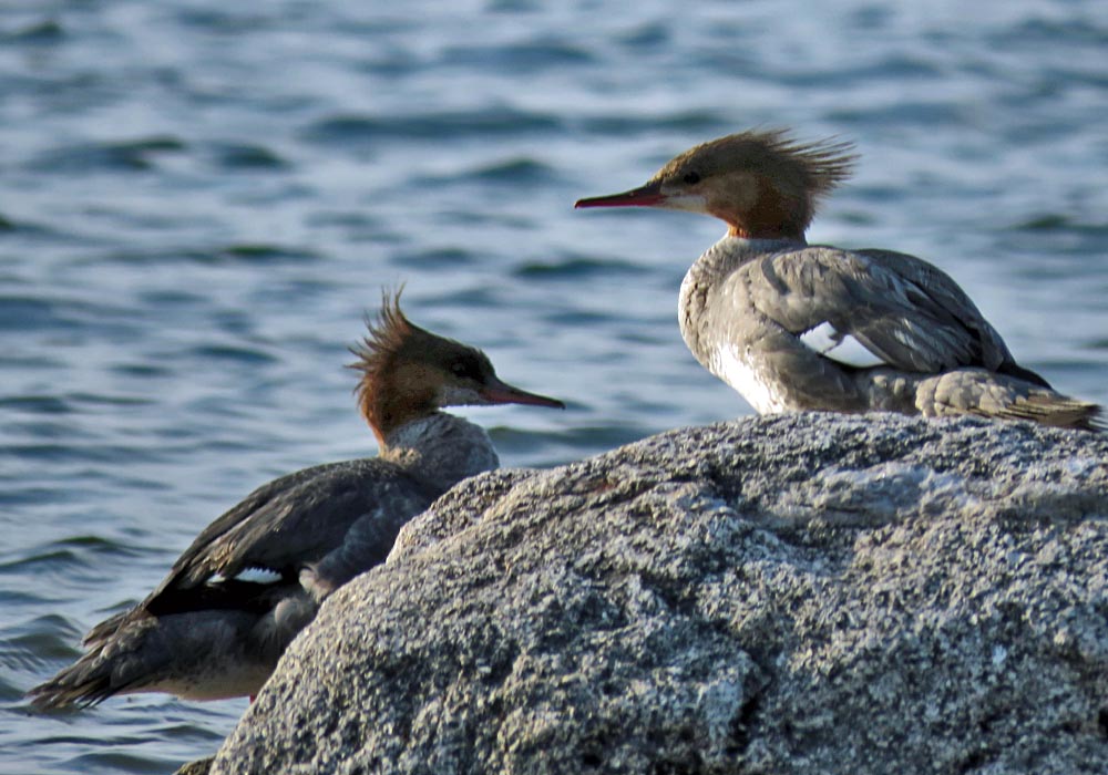 We Made It, Mostly | RegenAxe