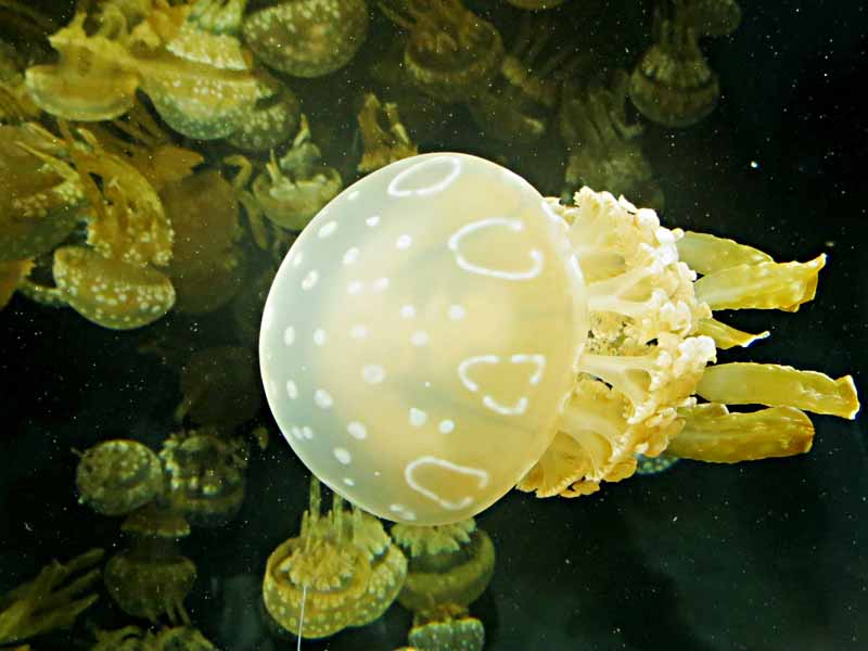 Spotted Jelly | RegenAxe