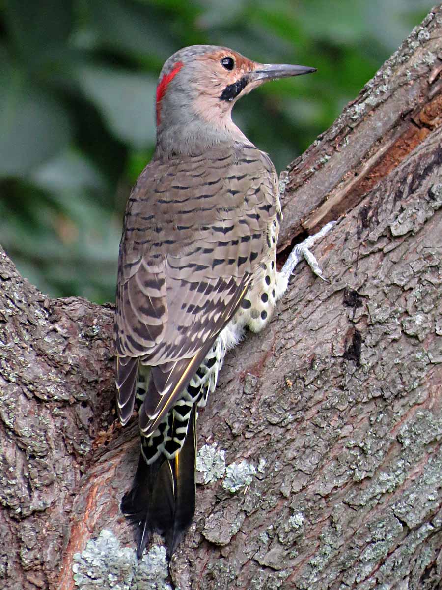 Eastern Flicker | RegenAxe