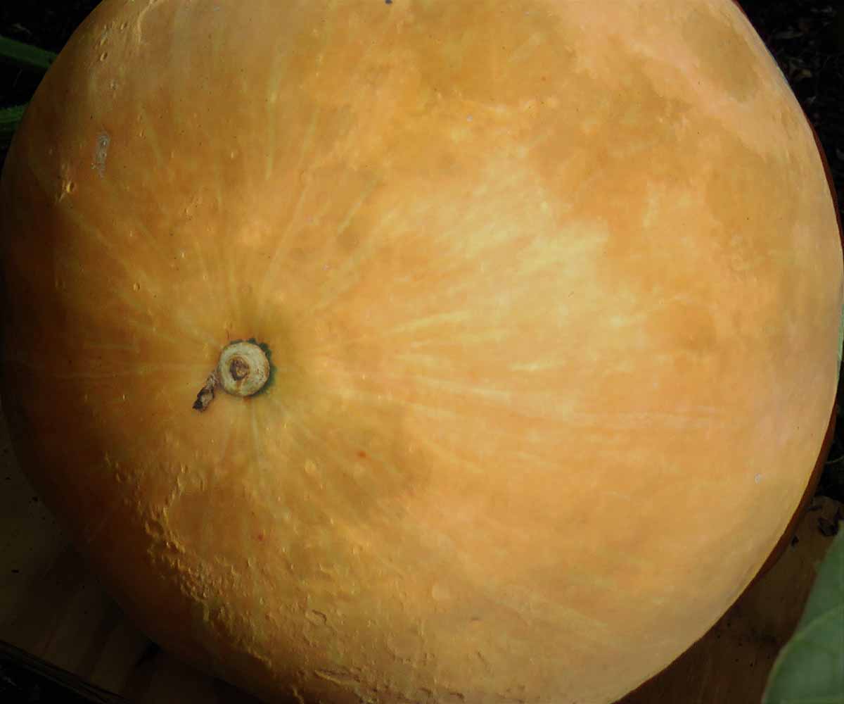 Pumpkin Moon | RegenAxe