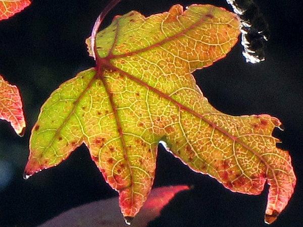 Luminescent Leaf | RegenAxe