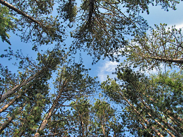Parking Lot Trees | RegenAxe