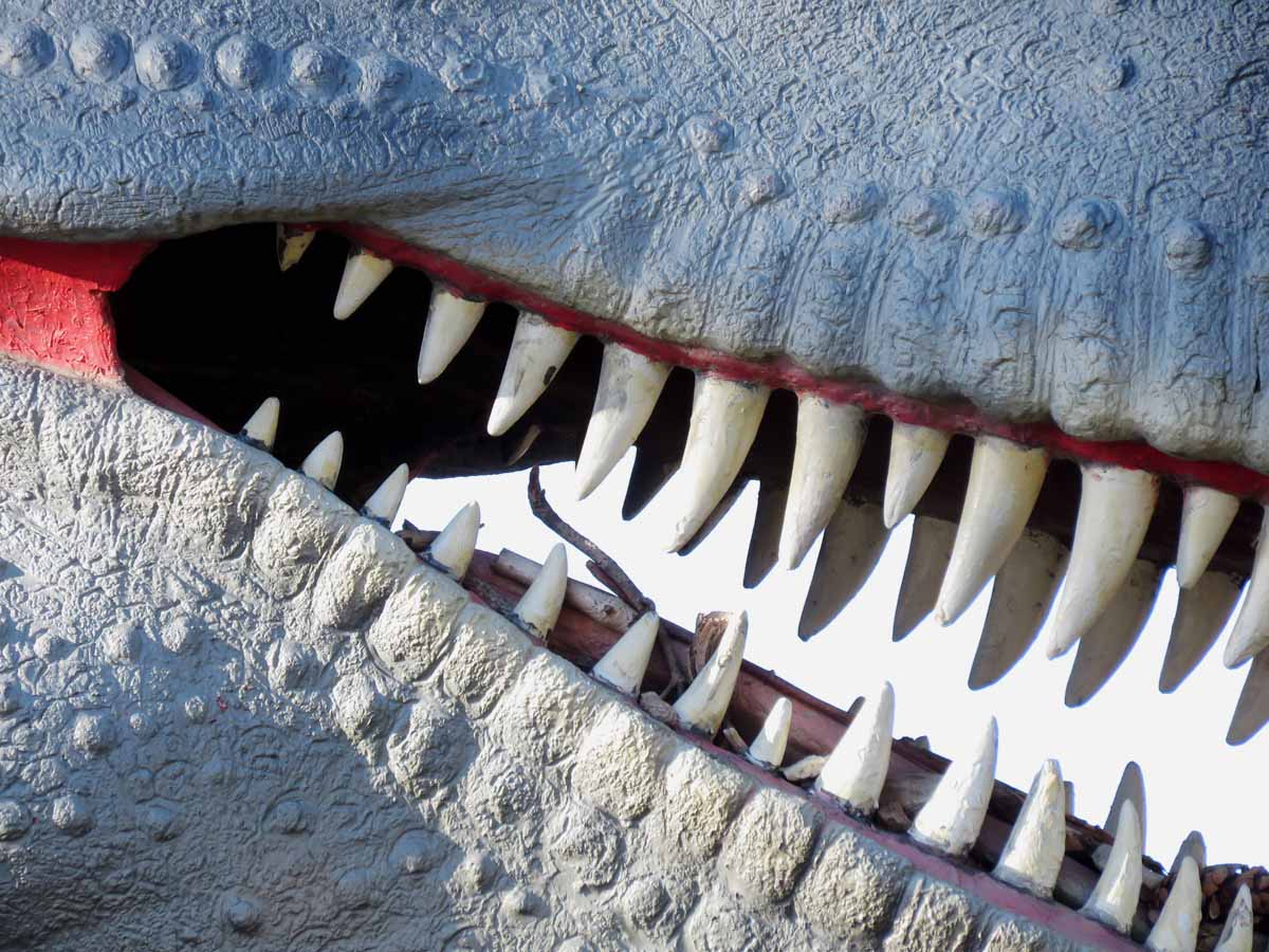 A Day at the Mouth Spa | RegenAxe