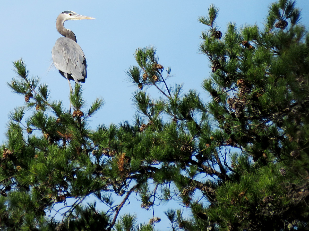 Heron in a Pine Tree | RegenAxe