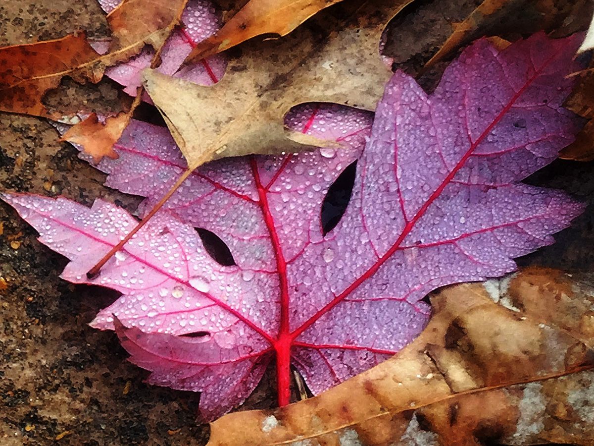 One Red Leaf | RegenAxe