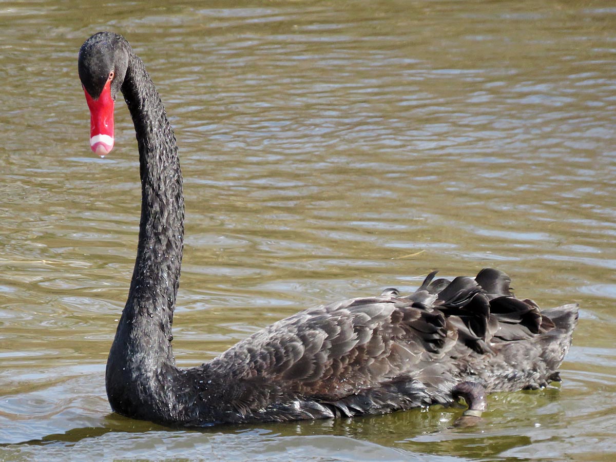 A Black Swan | RegenAxe