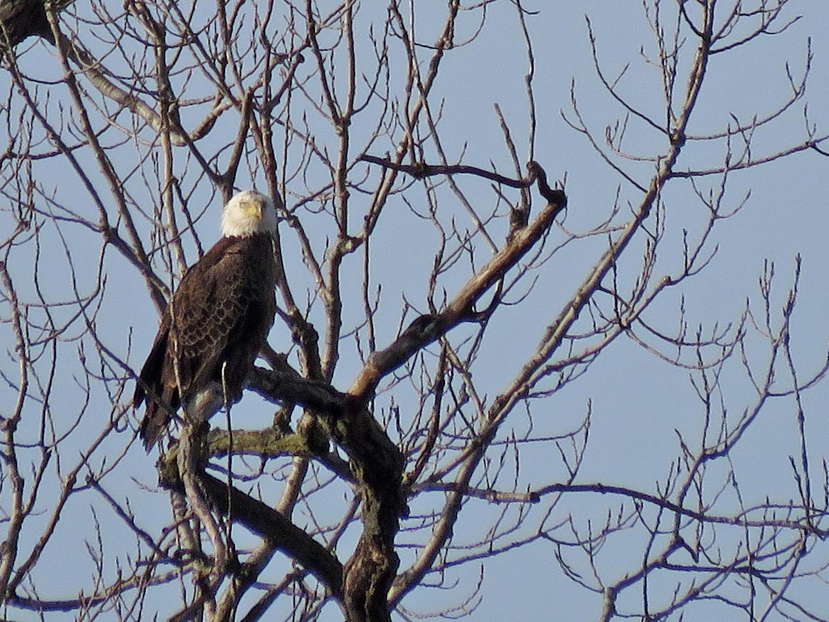 Stump Lake Bald Eagle | RegenAxe