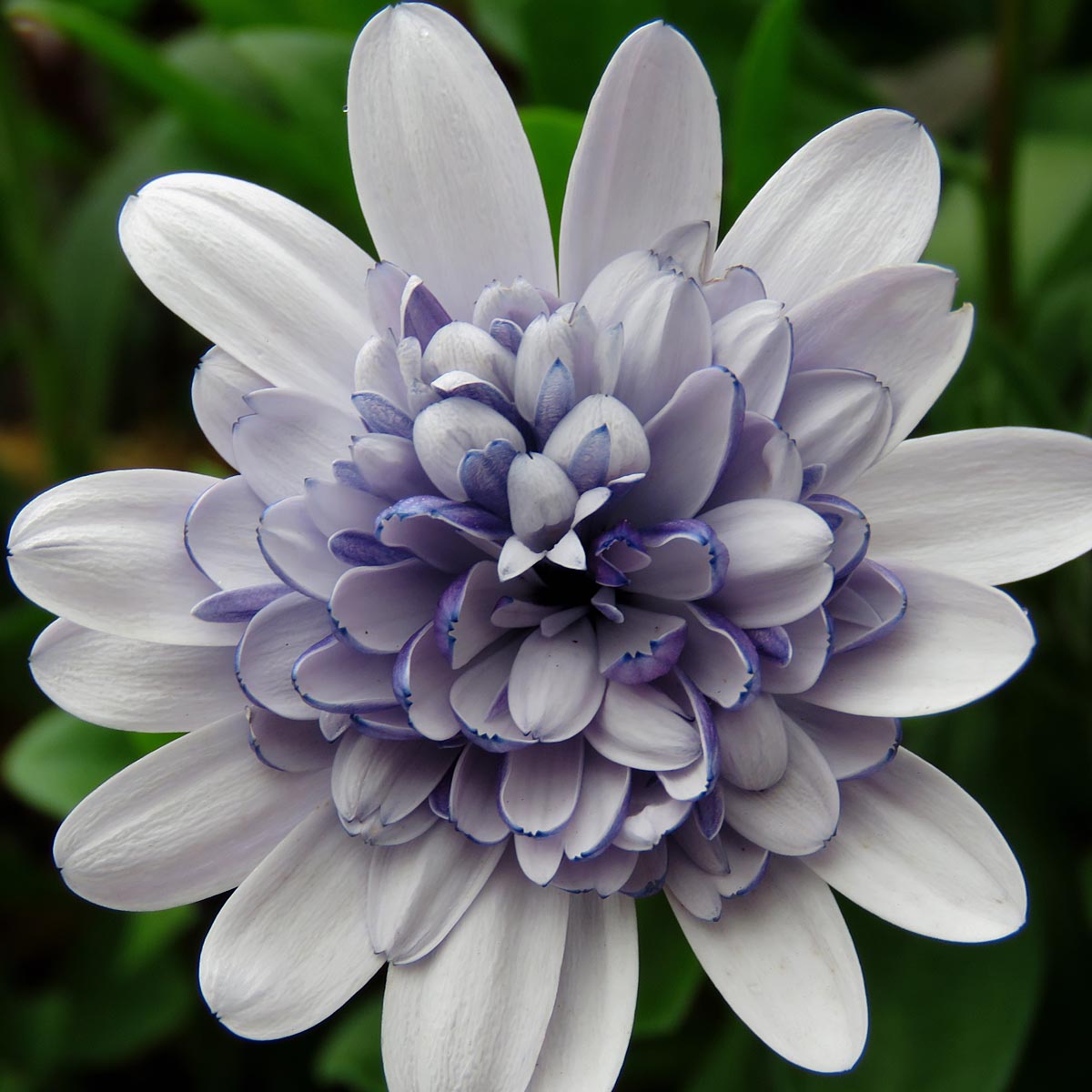 Dying to Get to Work | RegenAxe