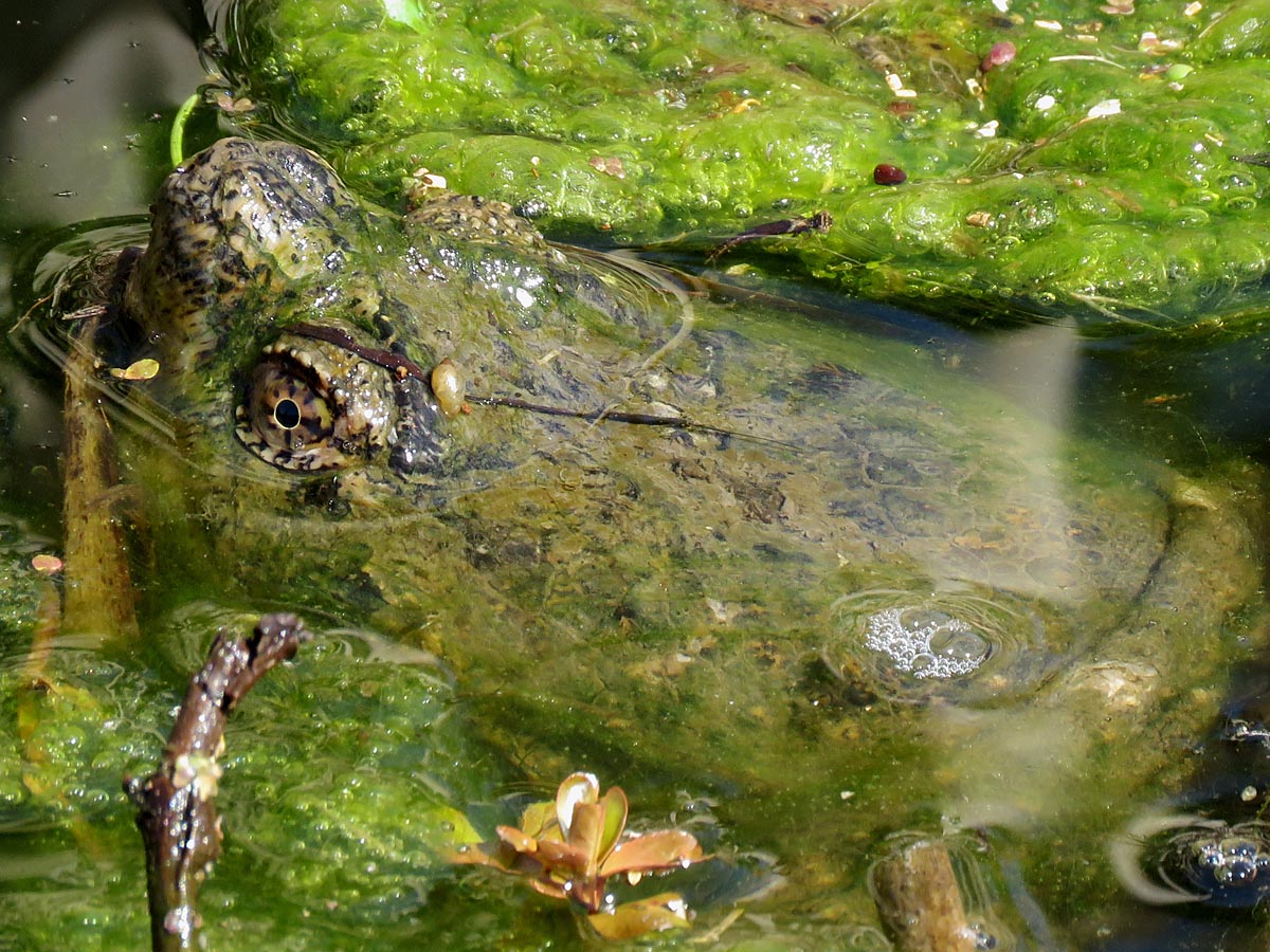 The Eyes Have It | RegenAxe