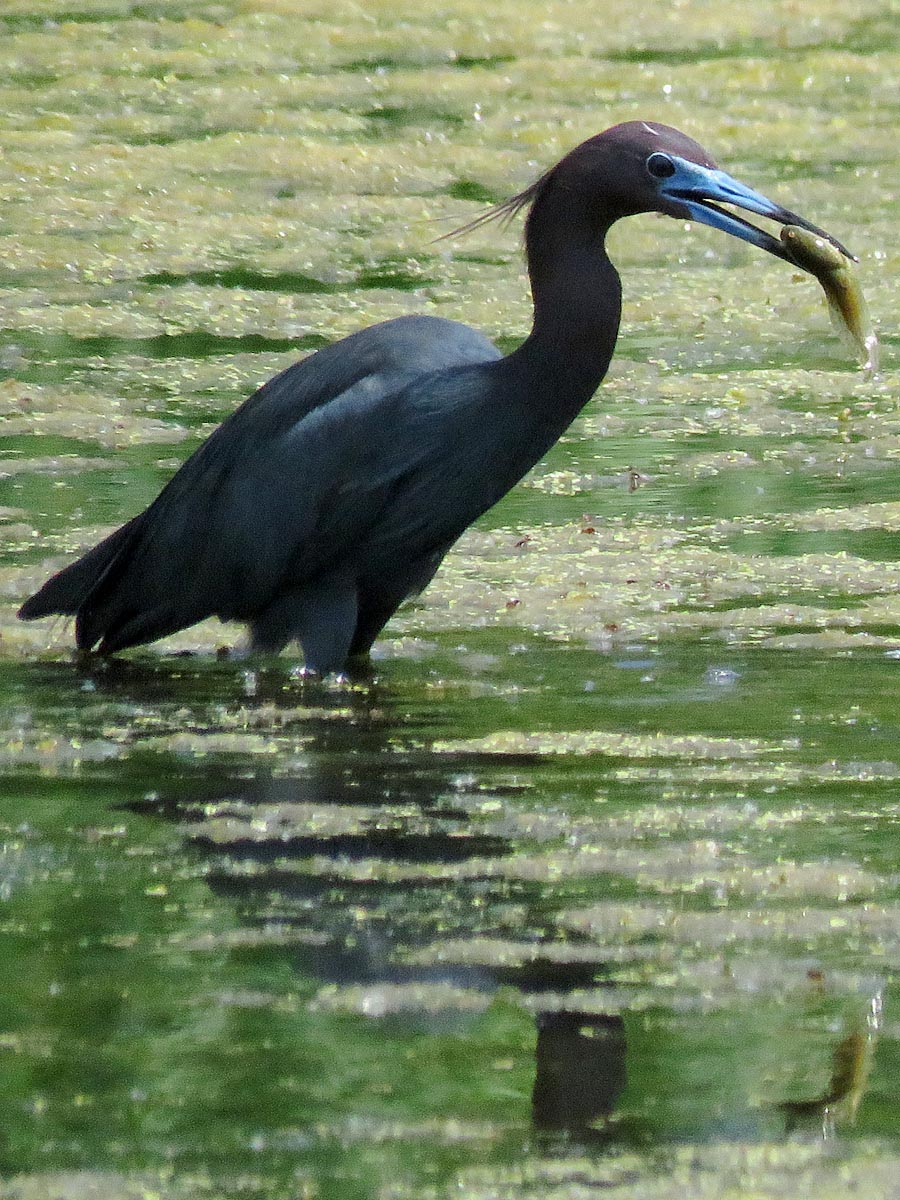 Little Blue Heron | RegenAxe