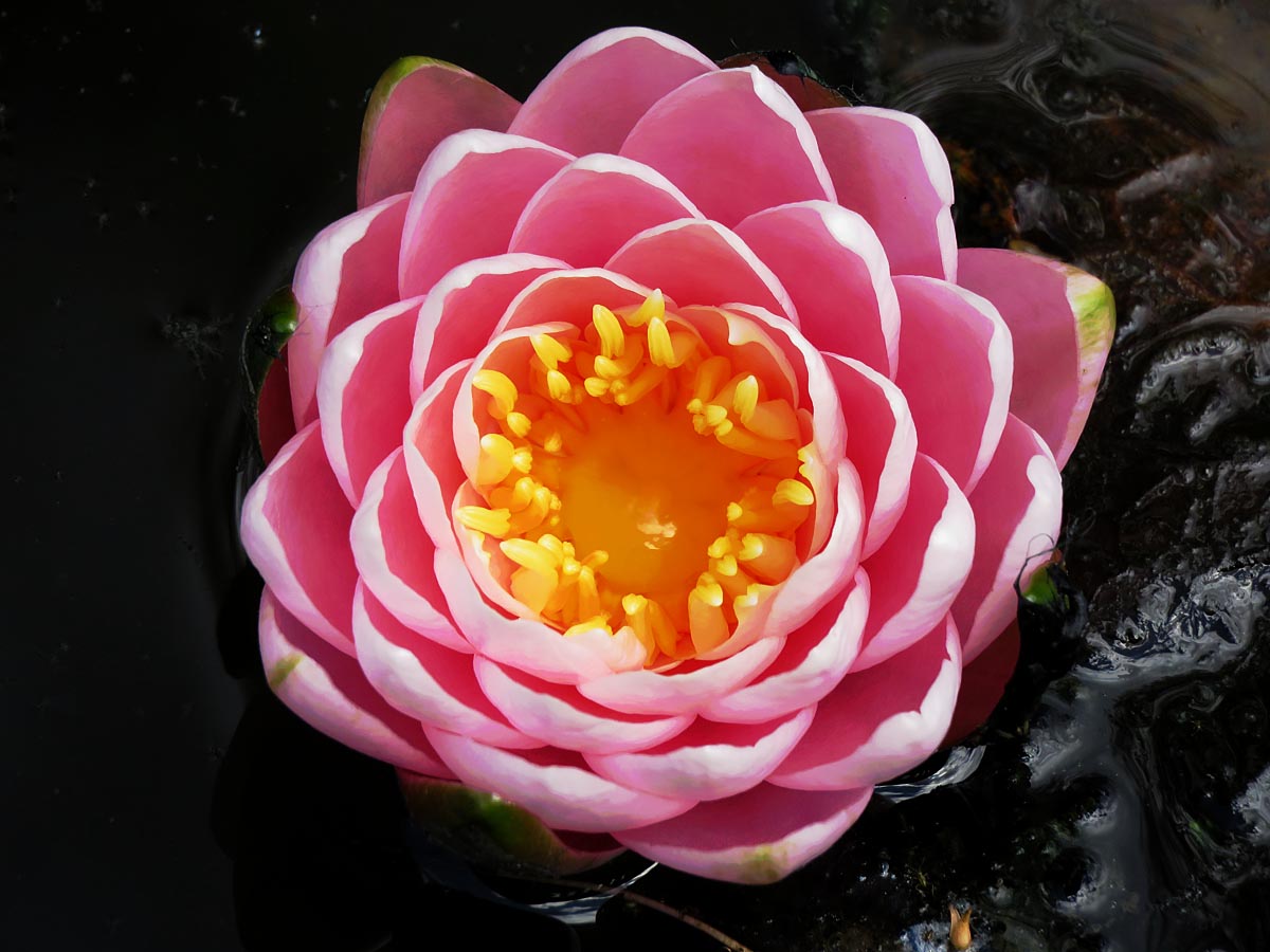 Water Lily Unfolding | RegenAxe