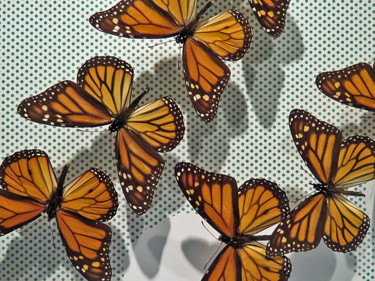 Monarch Butterflies at Insectarium de Montreal | RegenAxe
