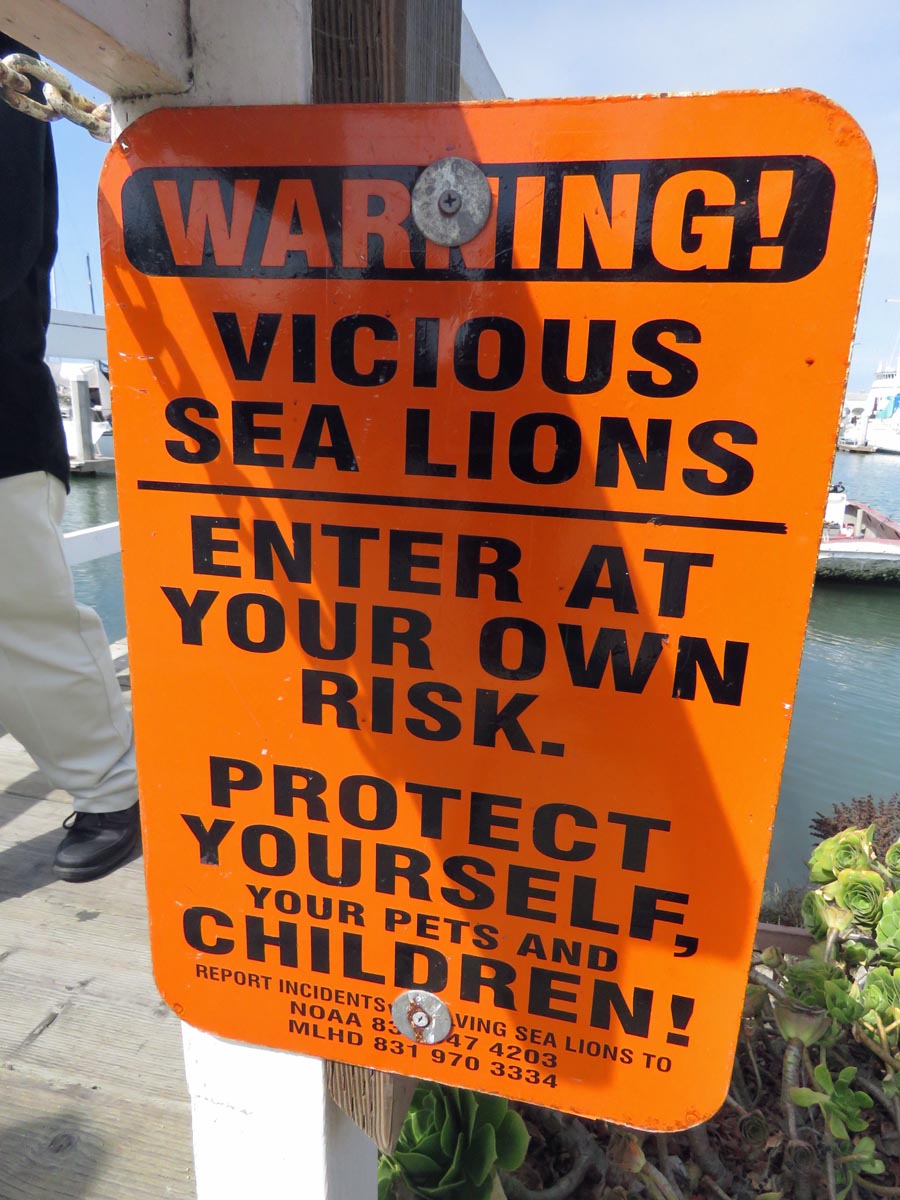 Vicious Sea Lions | RegenAxe