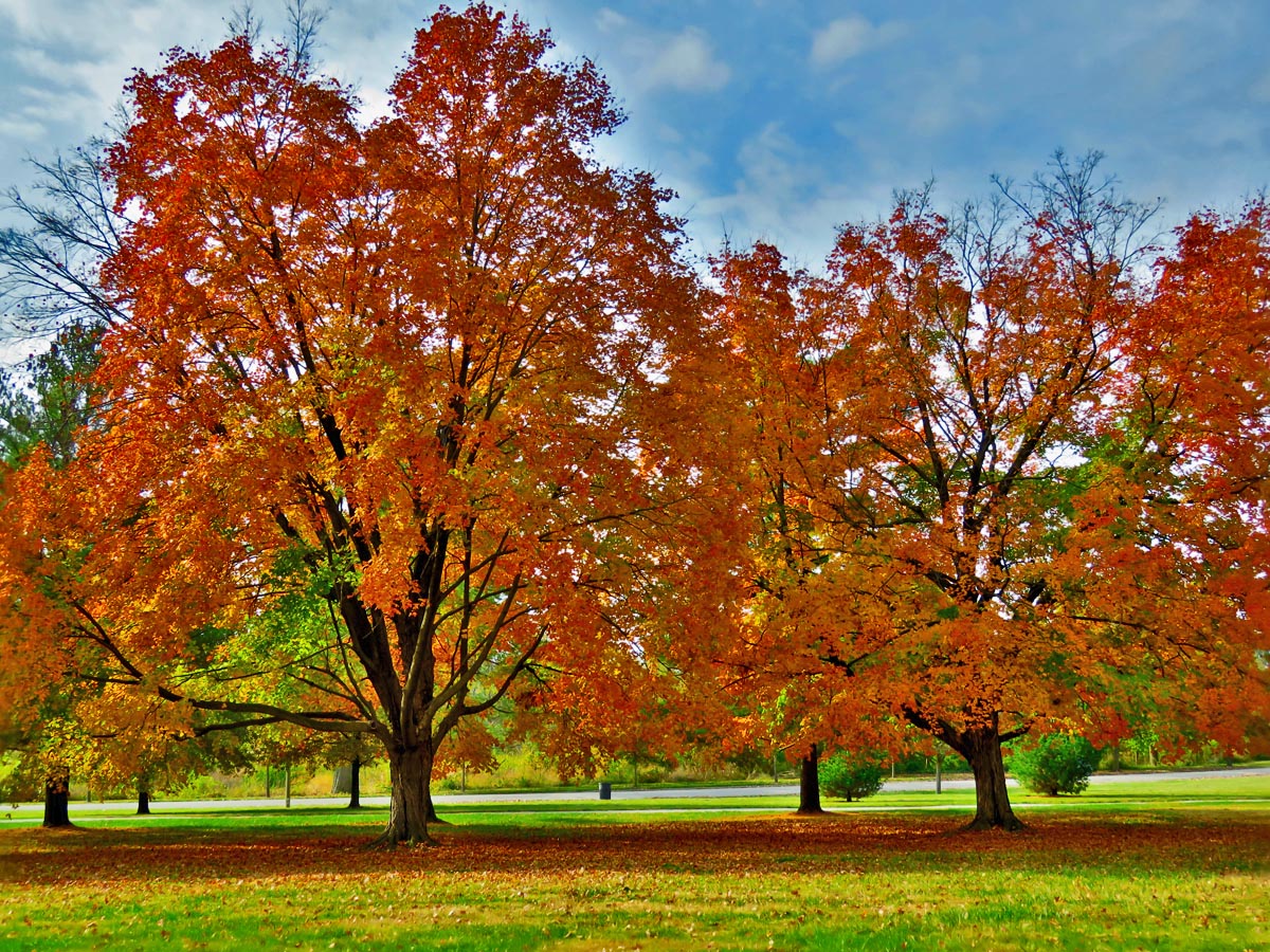 Autumn Trees | RegenAxe